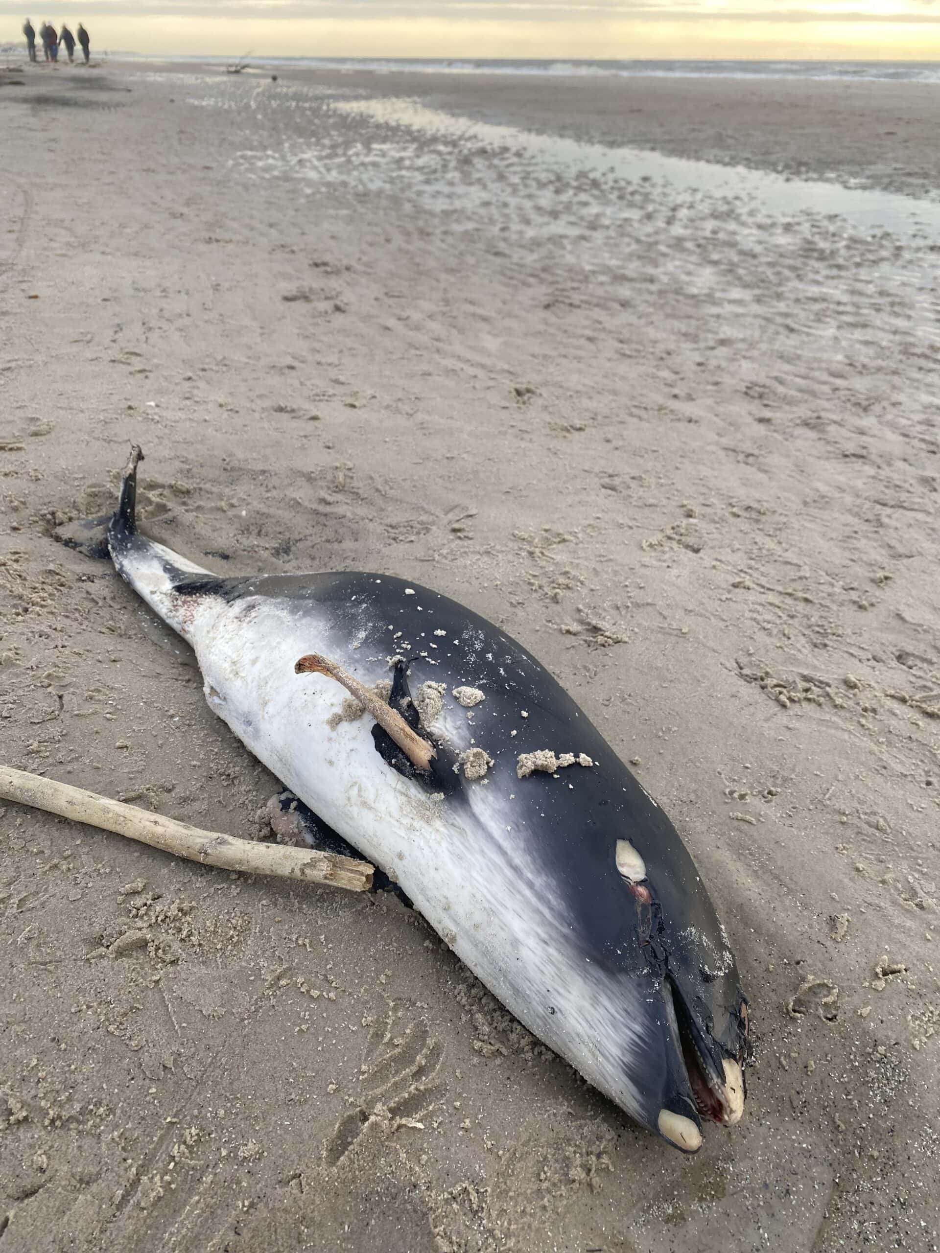 Ekspedition til Verdens Ende: Tag med på vandring i den vilde ...